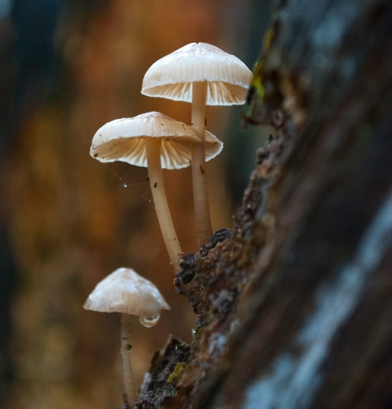 How long do shrooms stay in your system: A timeline